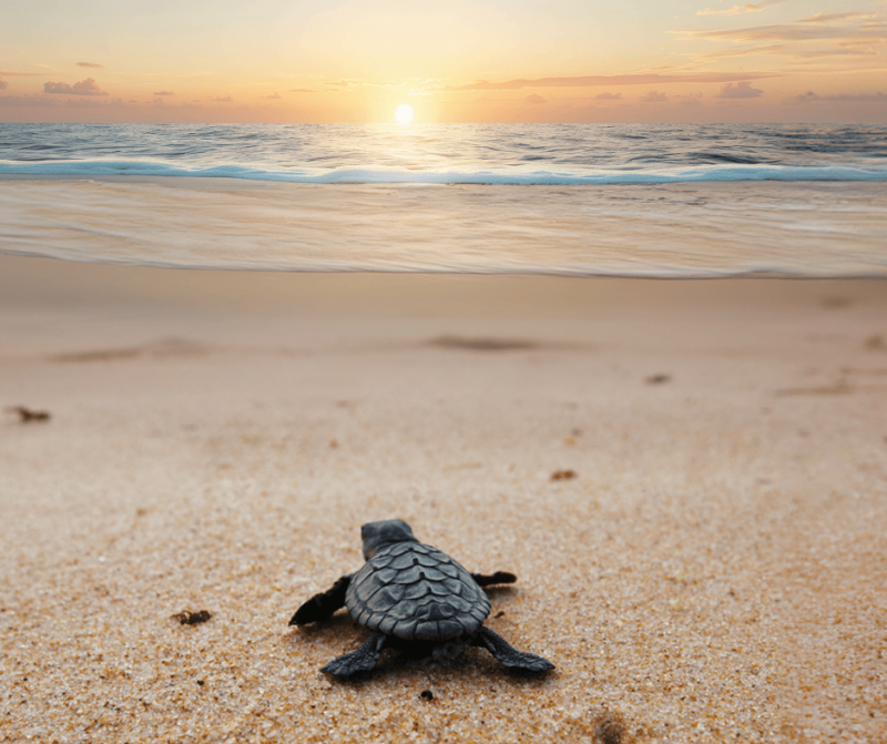 Join us and Dots.Eco in Saving Sea Turtles » Redecor